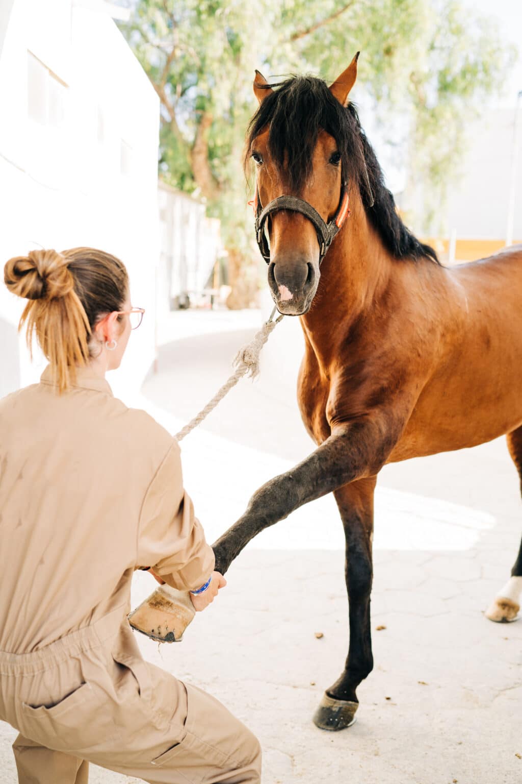 Comment traiter l'engorgement des tendons du cheval