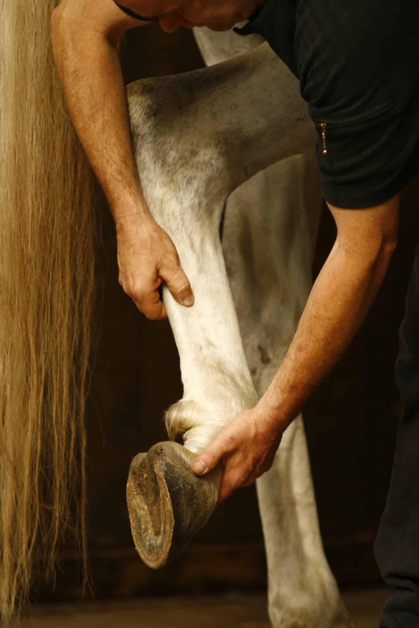 Comment traiter l'engorgement des tendons du cheval