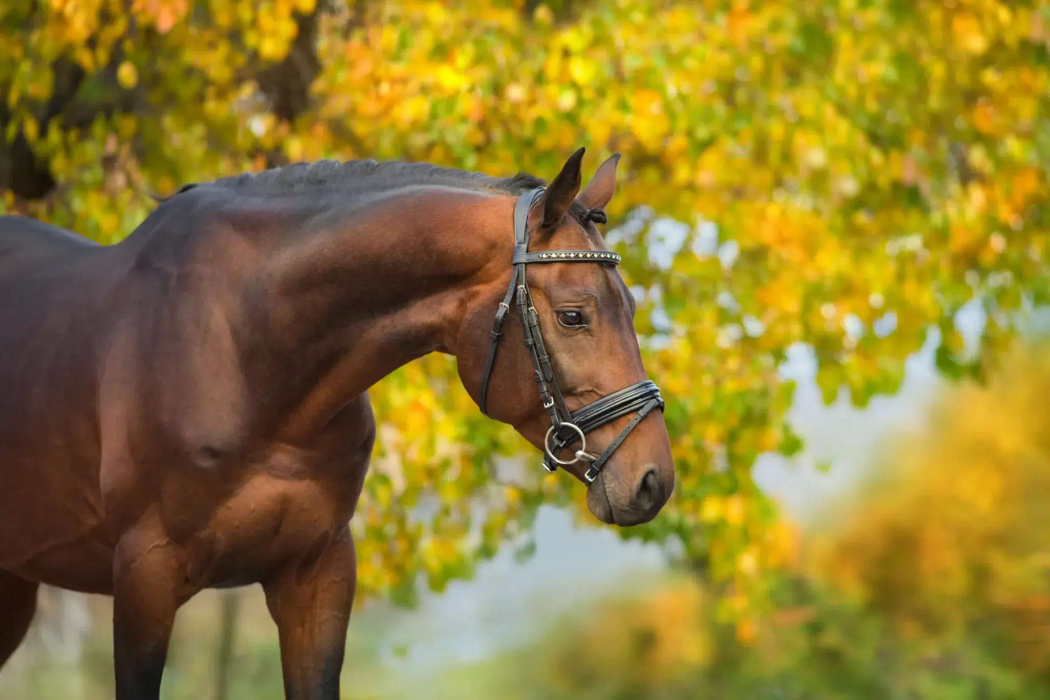 Bag-December24 - ESC Laboratory